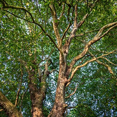Problems of unpruned trees - Bernie's
